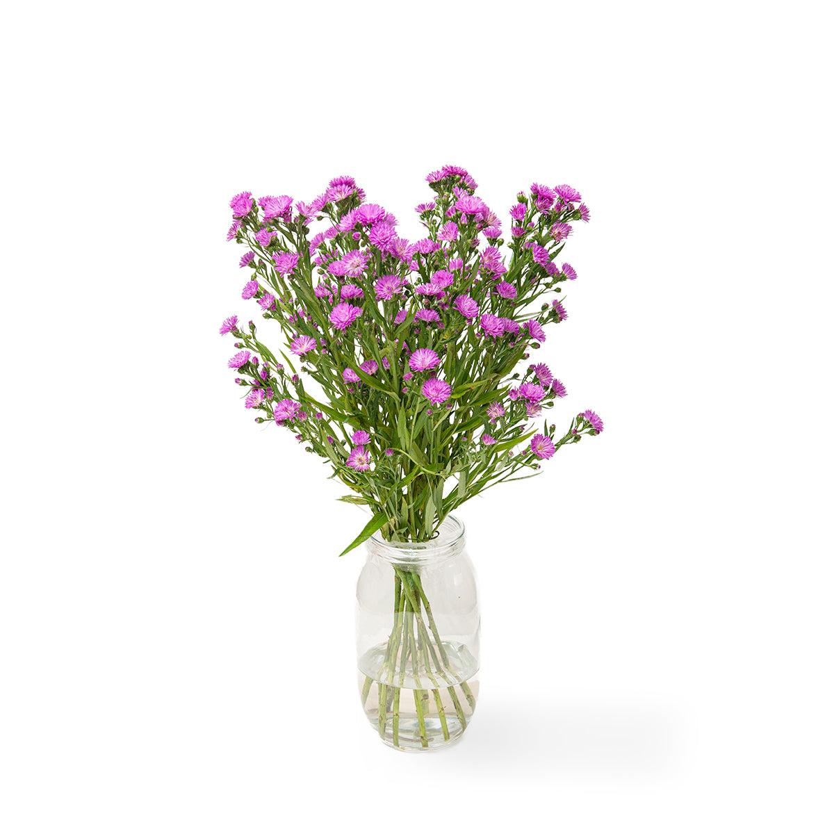 Aster, Light Purple, 10 Stems – Flory