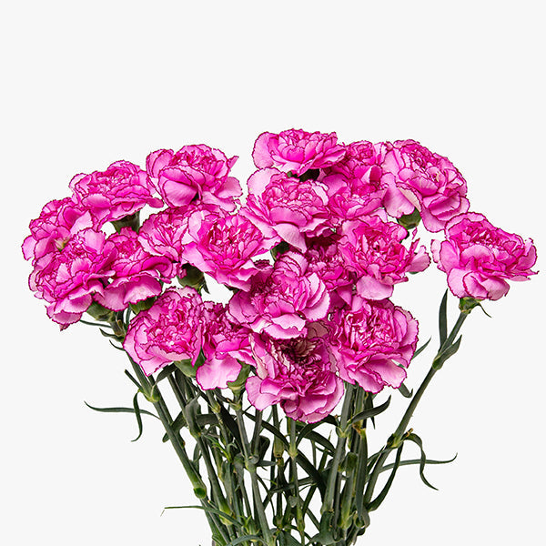 Carnations, Royal Damascus, 20 stems – Flory