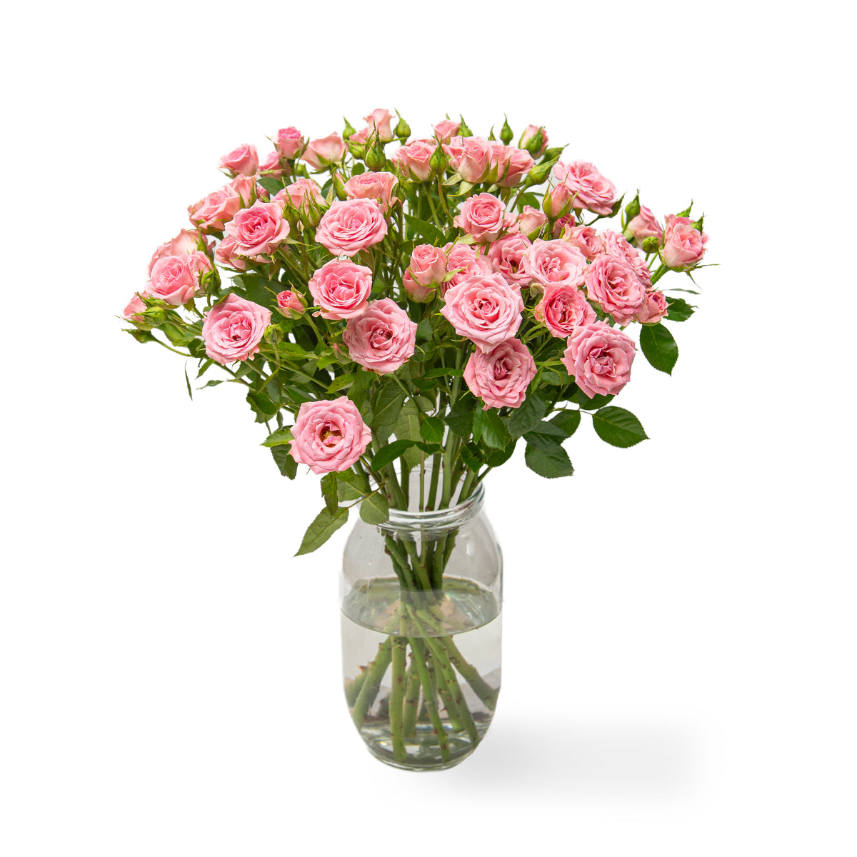 Roses Baby Pink, 10 Stems – Flory