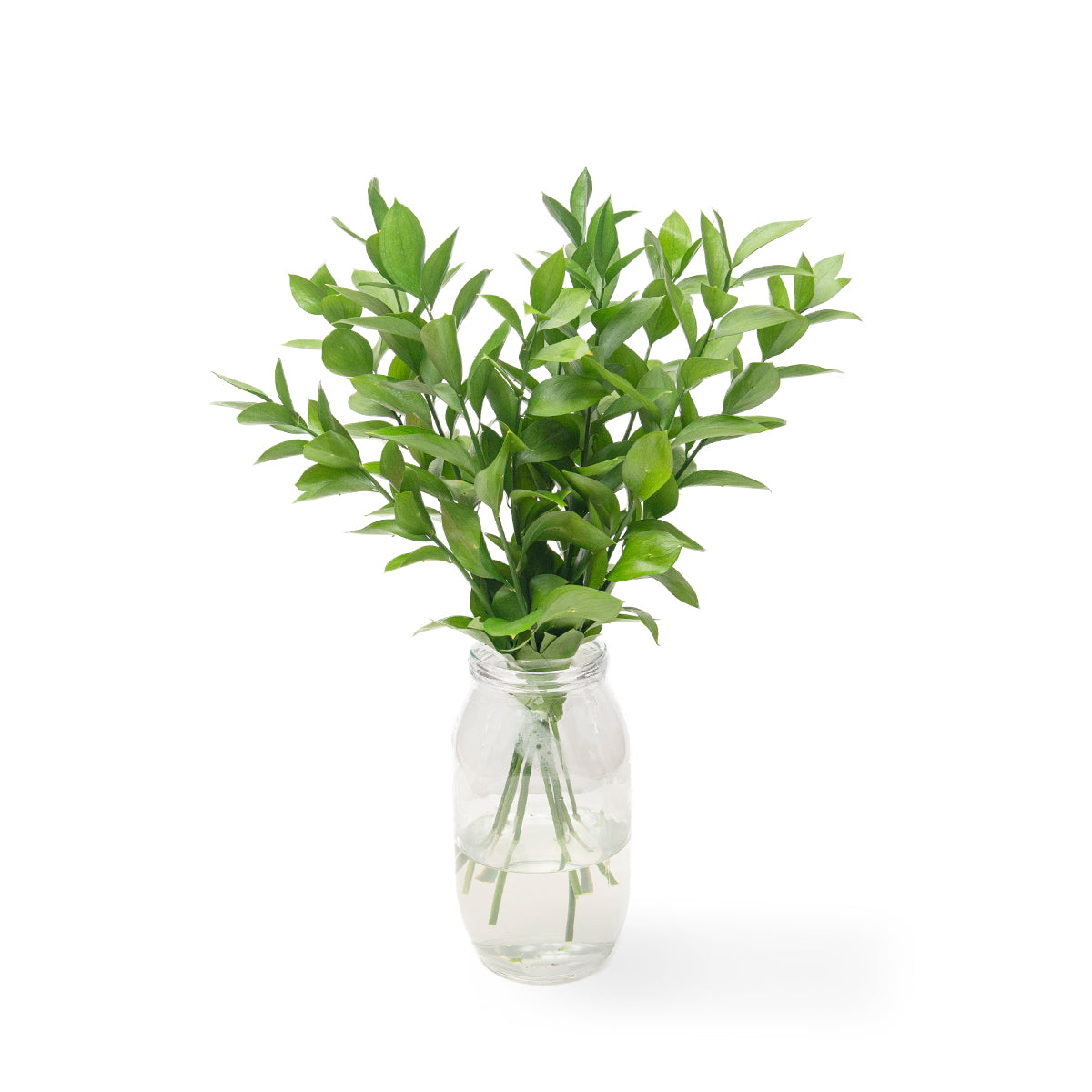 Ruscus, Filler, 10 Stems – Flory