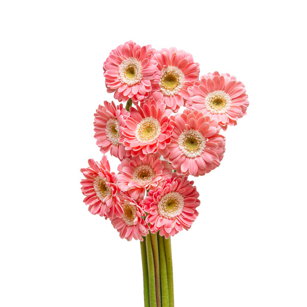 Gerbera, Baby doll, 10 Stems – Flory