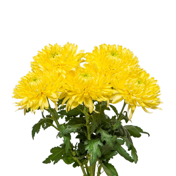 Chrysanthemums, Yellow, Single Magnum, 5 Stems – Flory