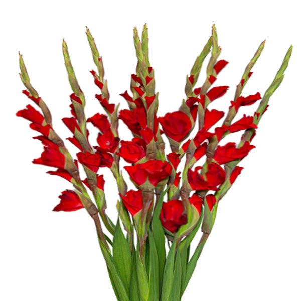 Gladiolus, Red Balance, XXL 10 Stems – Flory