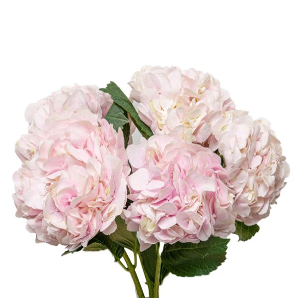 Hydrangea Force -Pink 5 stems – Flory