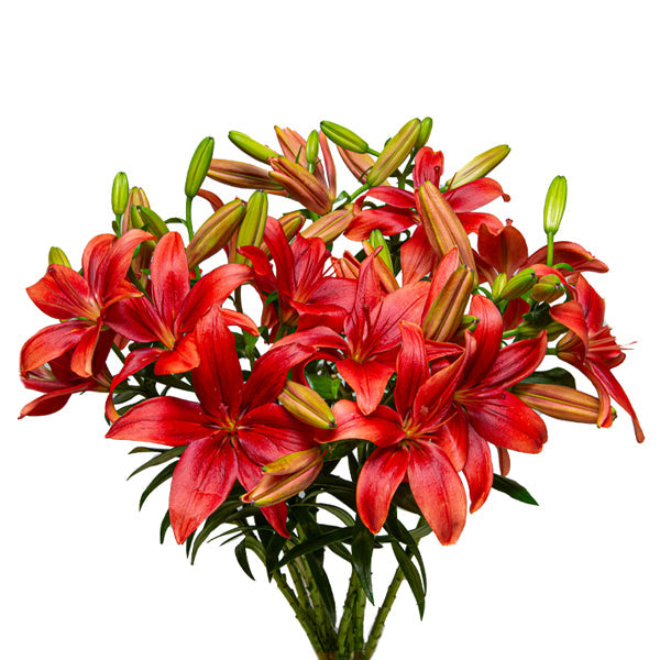 Lilies, Asiatic, Corleone Red, Dutch, 10 stems – Flory