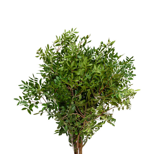 Pistacia, Green , 10 Stems – Flory
