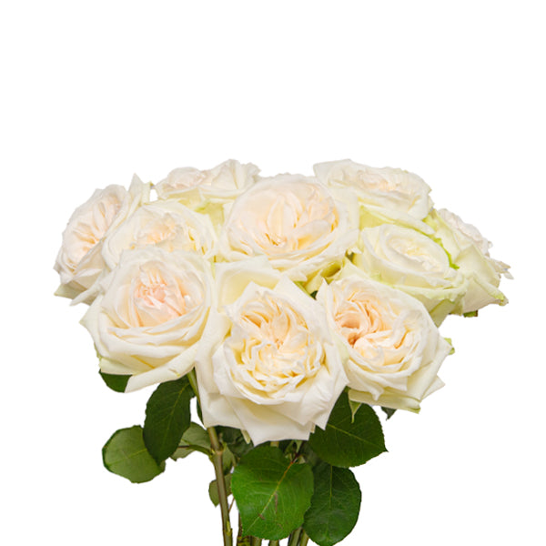 Roses, Scented, White Garden Rose, 10 Stems – Flory