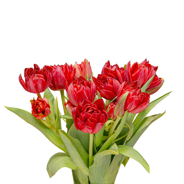 Tulips, Red Princess, double petals 10 Stems – Flory