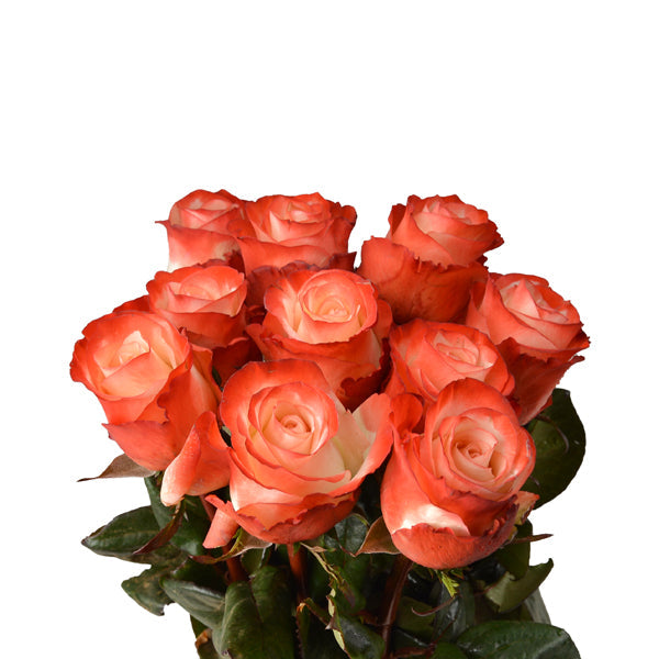 Roses, Farfalla, 10 Stems – Flory