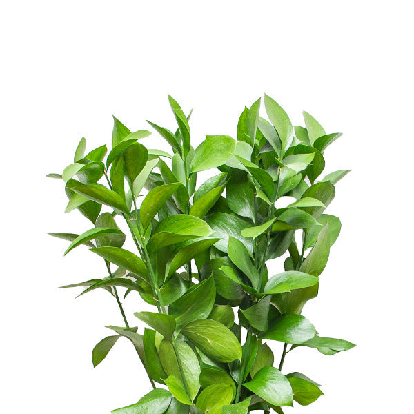 Ruscus, Filler, 10 Stems – Flory